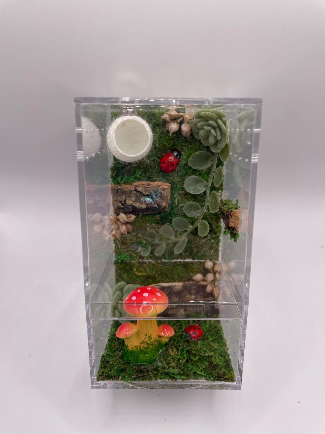Sling Jumping Spider Enclosure, Fairy Garden and Forest Mushroom Theme ...