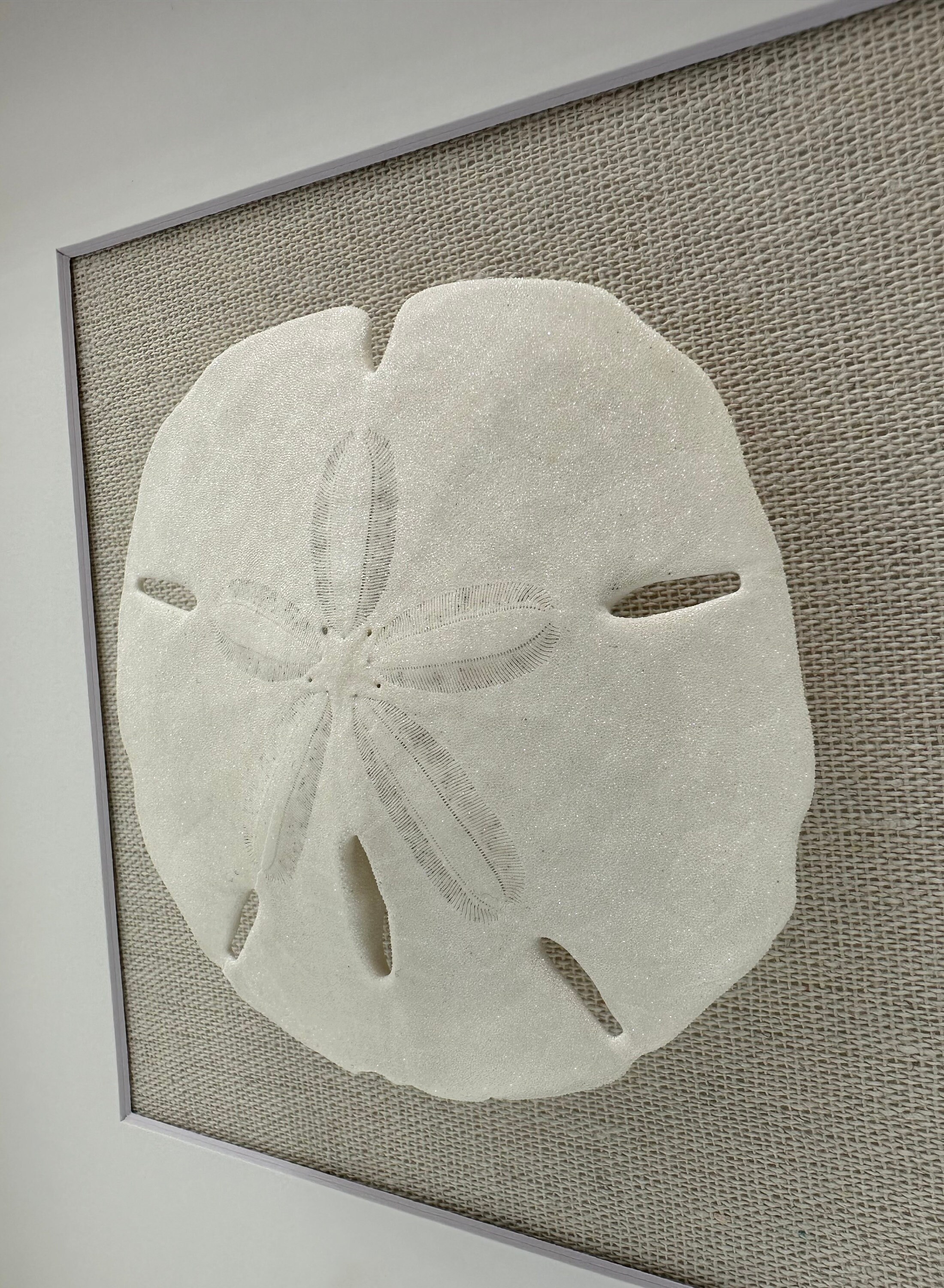 Real Florida Beach Sand Dollar Shadow Box Coastal Home Wall Decor Ocean ...