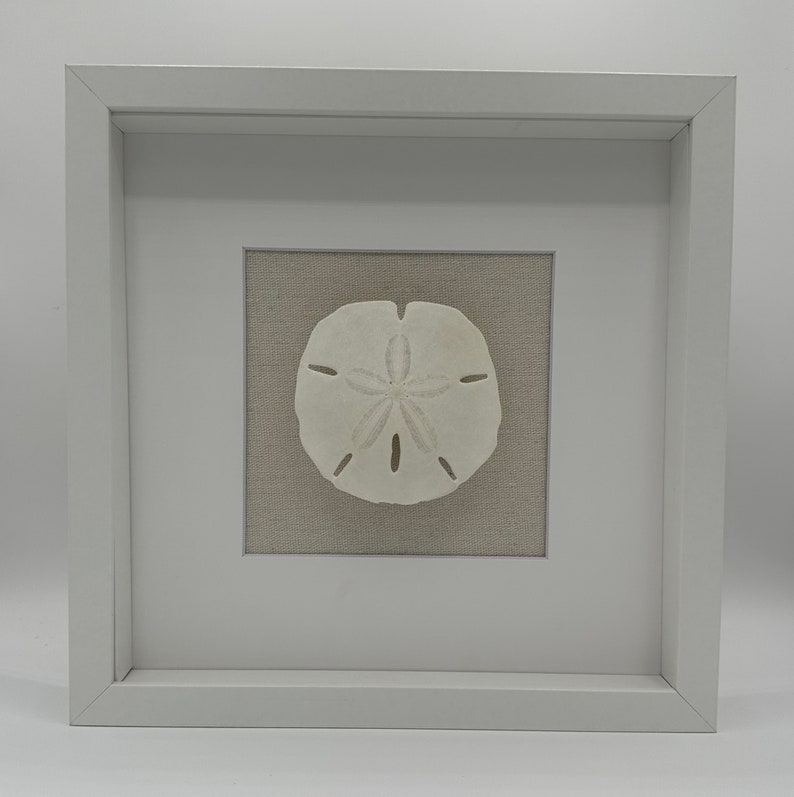 Real Florida Beach Sand Dollar Shadow Box Coastal Home Wall Decor Ocean ...