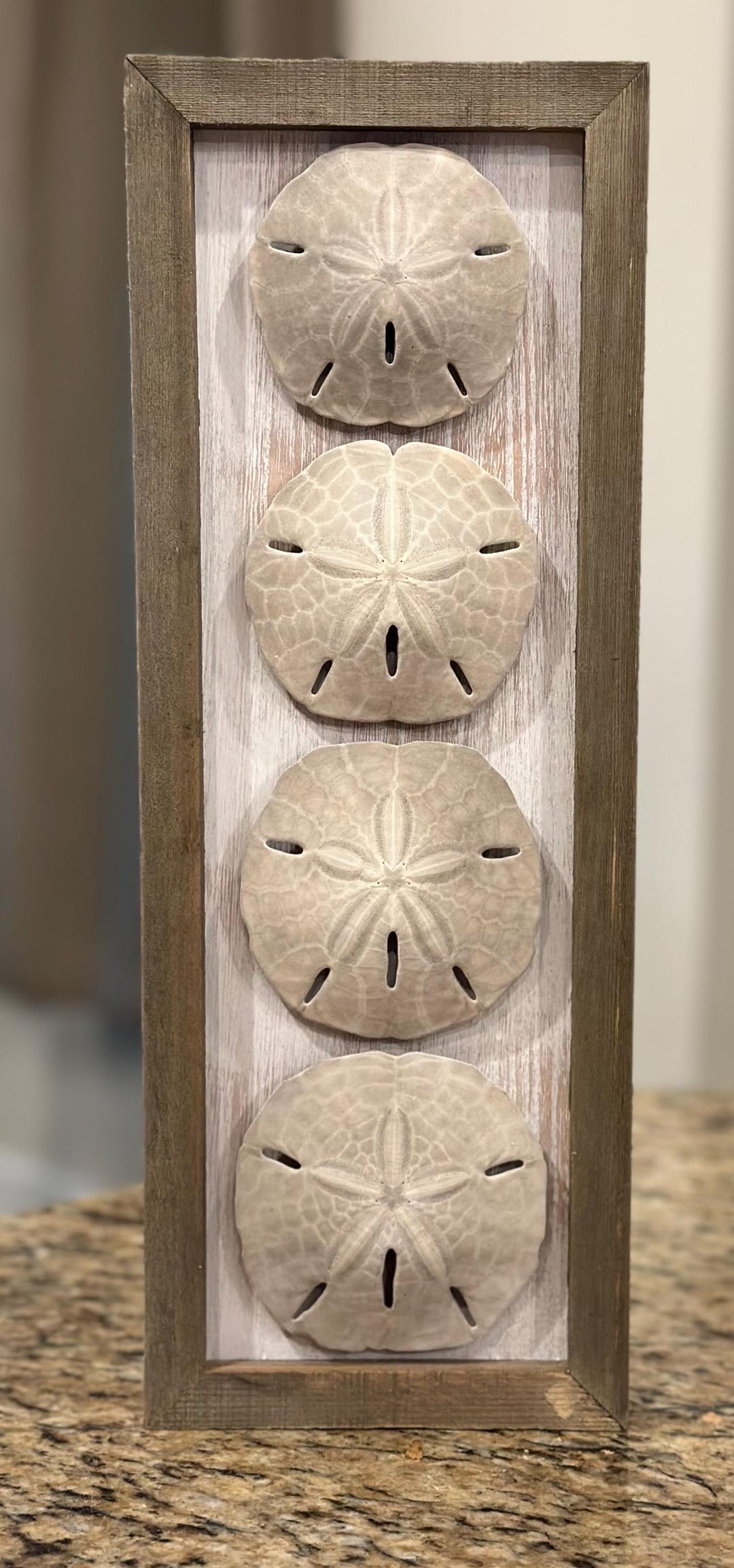 Real Florida Beach Sand Dollar Shadow Box Coastal Home Wall Decor Ocean ...