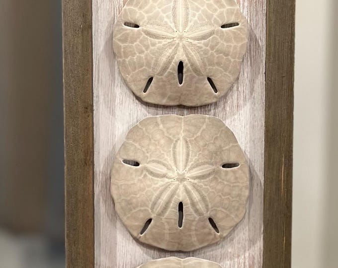 Real Florida Beach Sand Dollar Shadow Box; Coastal Home Wall Decor ...