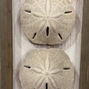 Real Florida Beach Sand Dollar Shadow Box Coastal Home Wall Decor Ocean ...