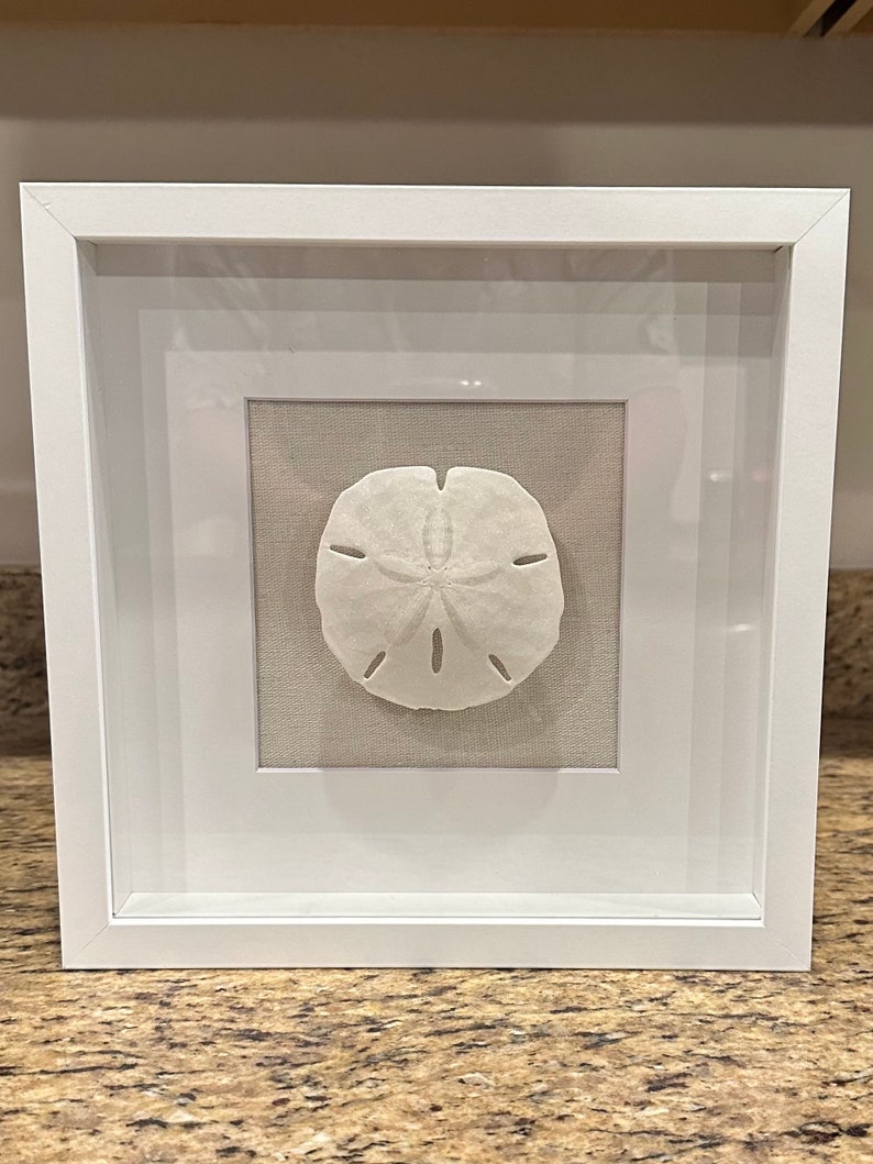 Real Florida Beach Sand Dollar Shadow Box Coastal Home Wall Decor Ocean ...