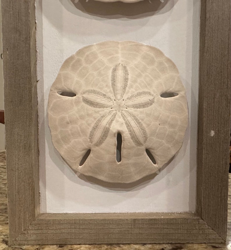 Real Florida Beach Sand Dollar Shadow Box Coastal Home Wall Decor Ocean ...