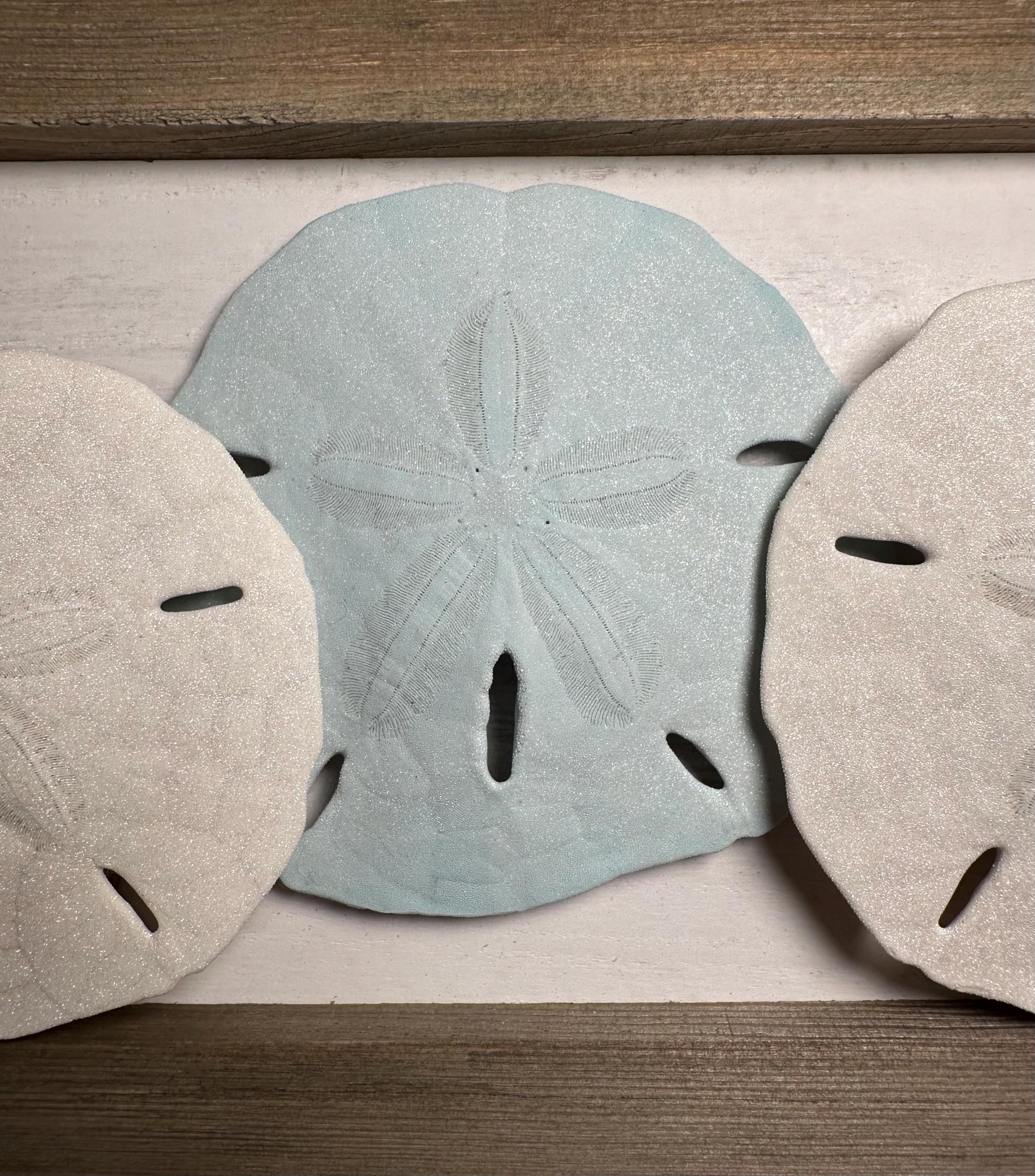 Real Florida Beach Sand Dollar Shadow Box Coastal Home Wall Decor Ocean ...