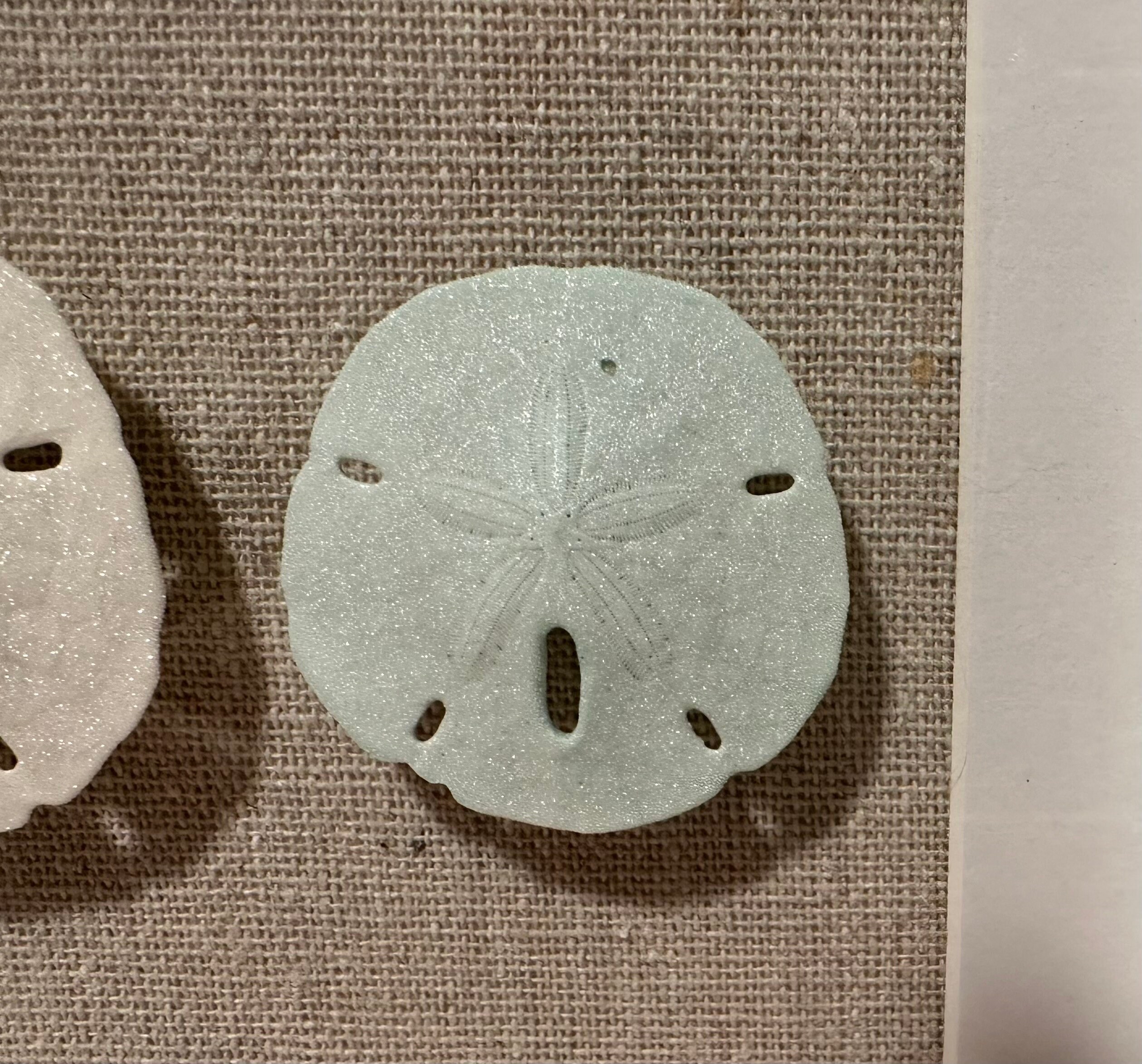 Real Florida Beach Sand Dollar Shadow Box Coastal Home Wall Decor Ocean ...