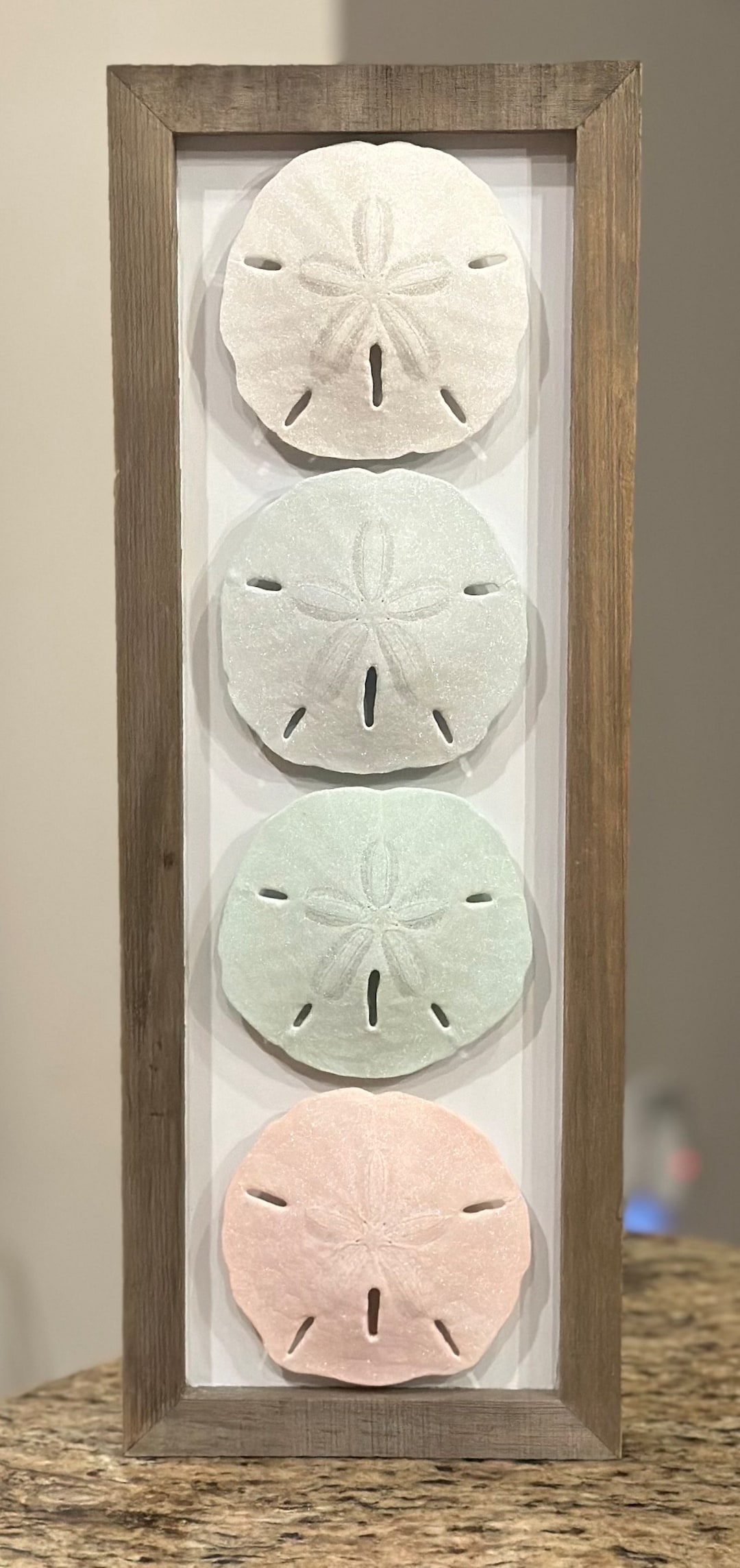 Real Florida Beach Sand Dollar Shadow Box Coastal Home Wall Decor Ocean ...