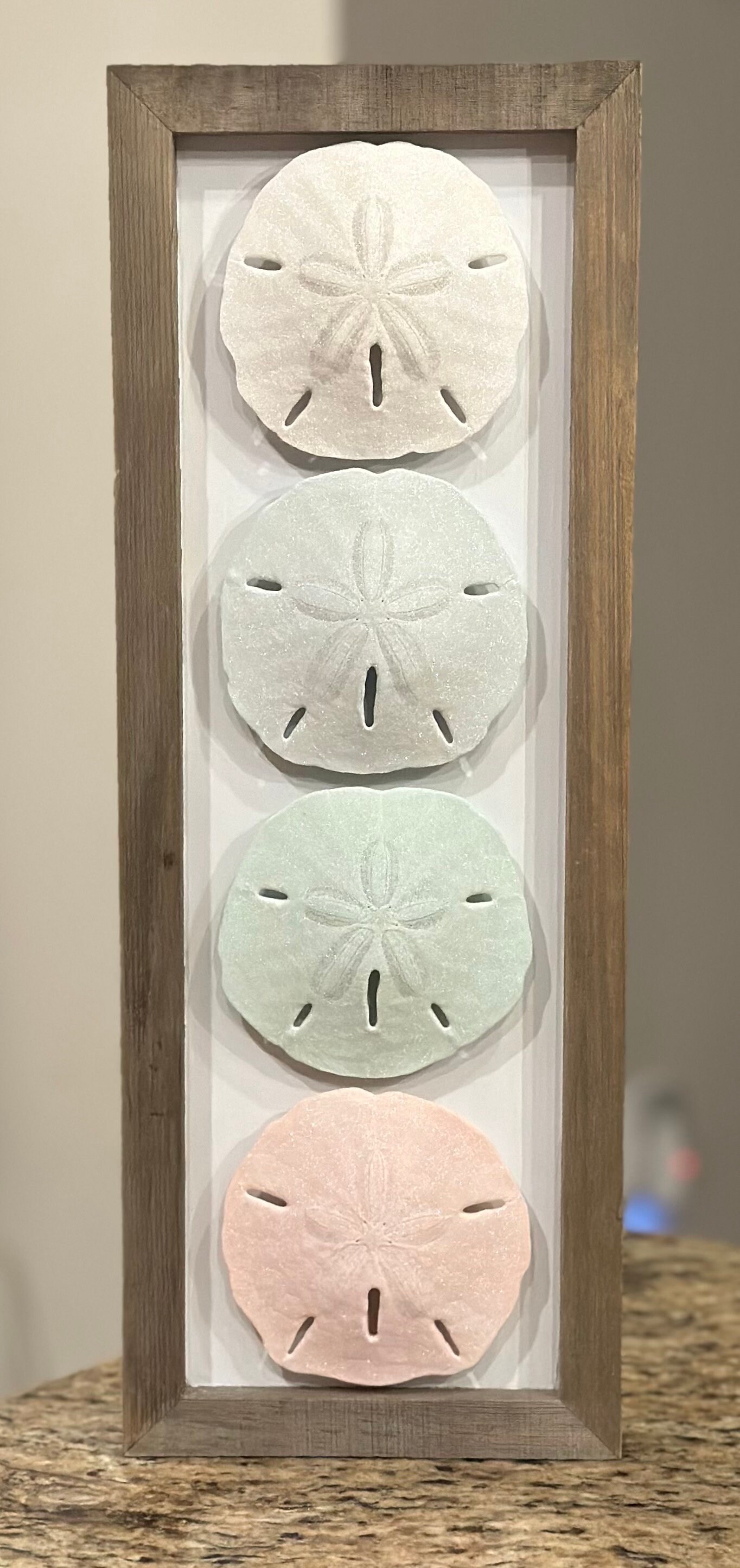 Real Florida Beach Sand Dollar Shadow Box Coastal Home Wall Decor Ocean ...