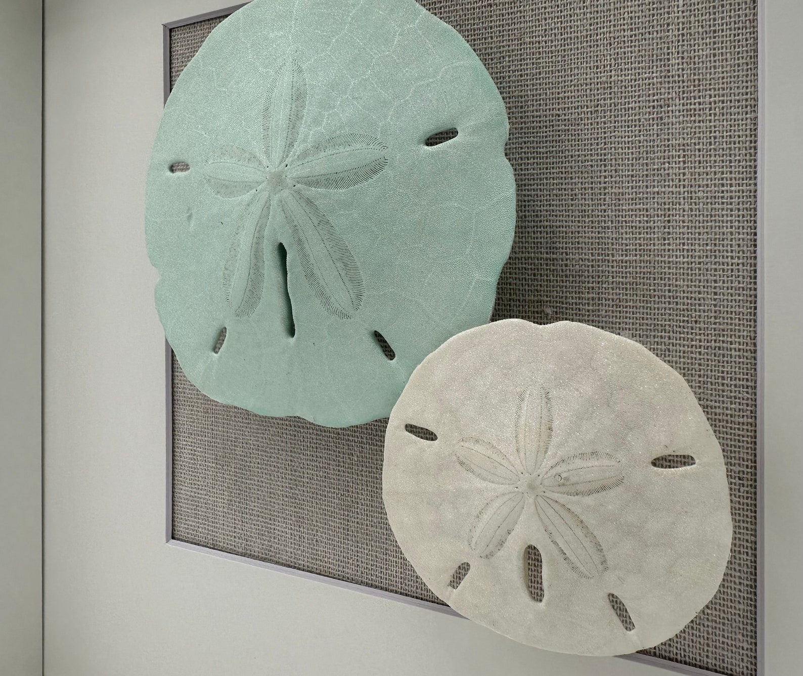 Real Florida Beach Sand Dollar Shadow Box Coastal Home Wall Decor Ocean ...