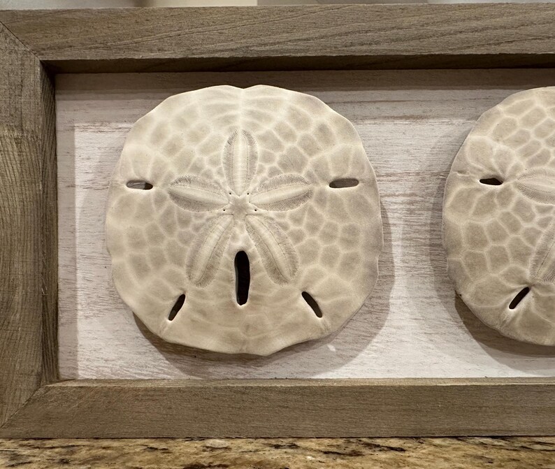 Real Florida Beach Sand Dollar Shadow Box Coastal Home Wall Decor Ocean ...
