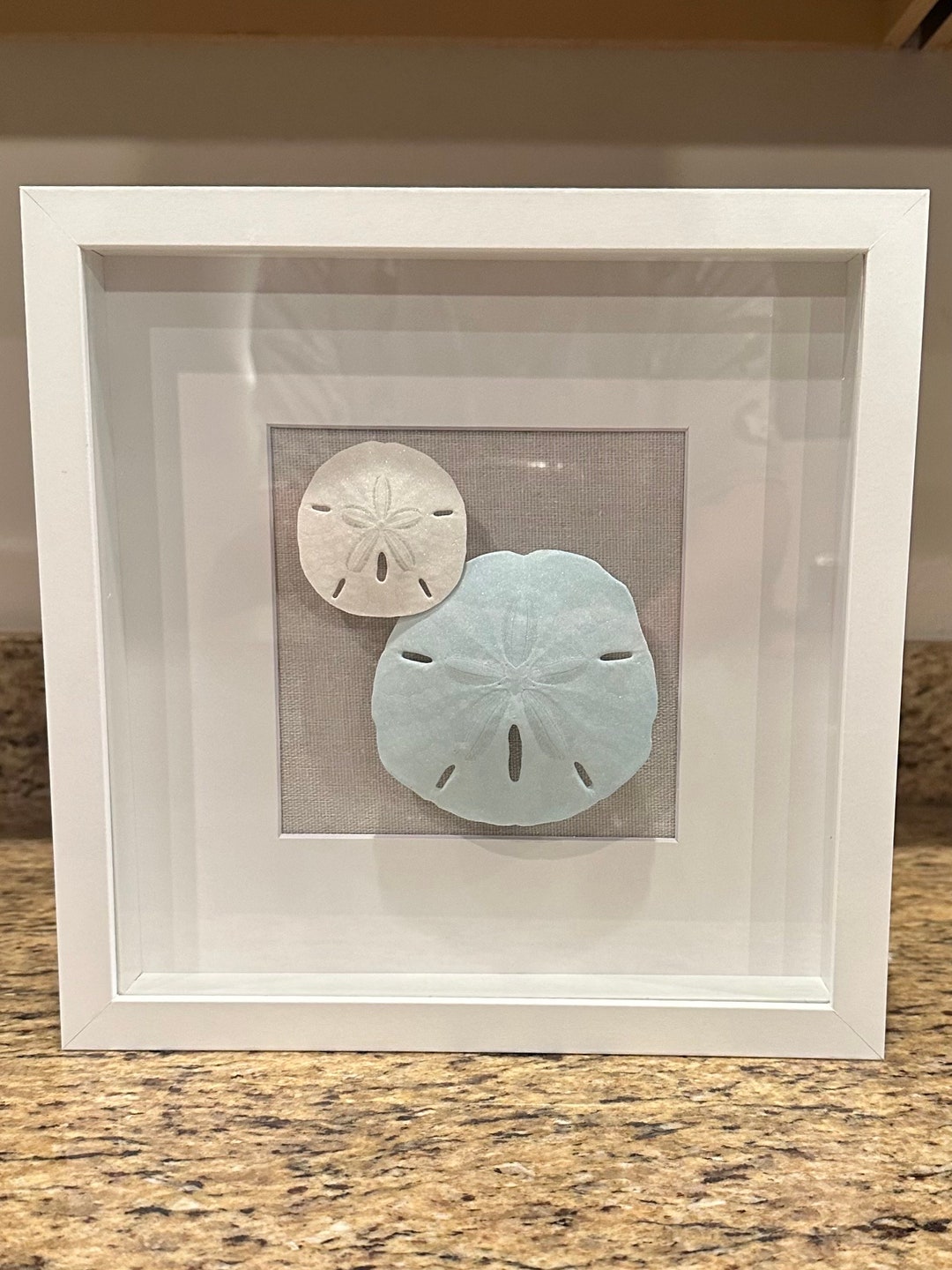 Real Florida Beach Sand Dollar Shadow Box; Coastal Home Wall Decor ...