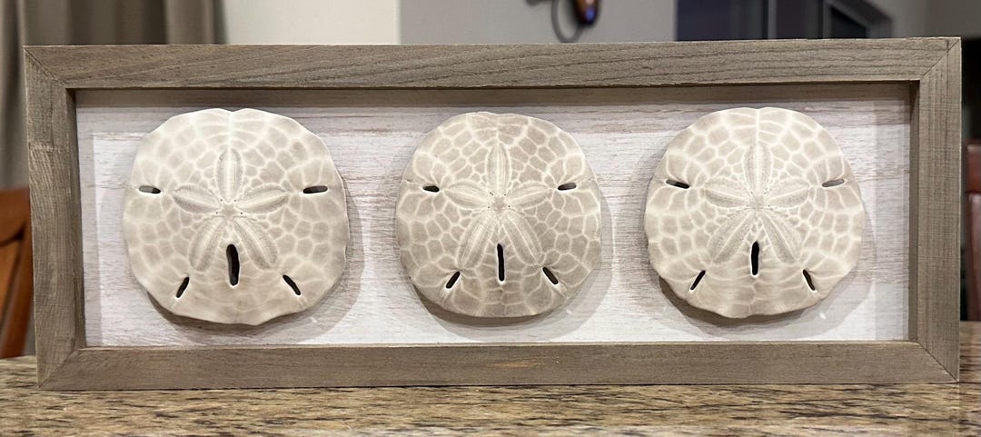 Real Florida Beach Sand Dollar Shadow Box Coastal Home Wall Decor Ocean ...