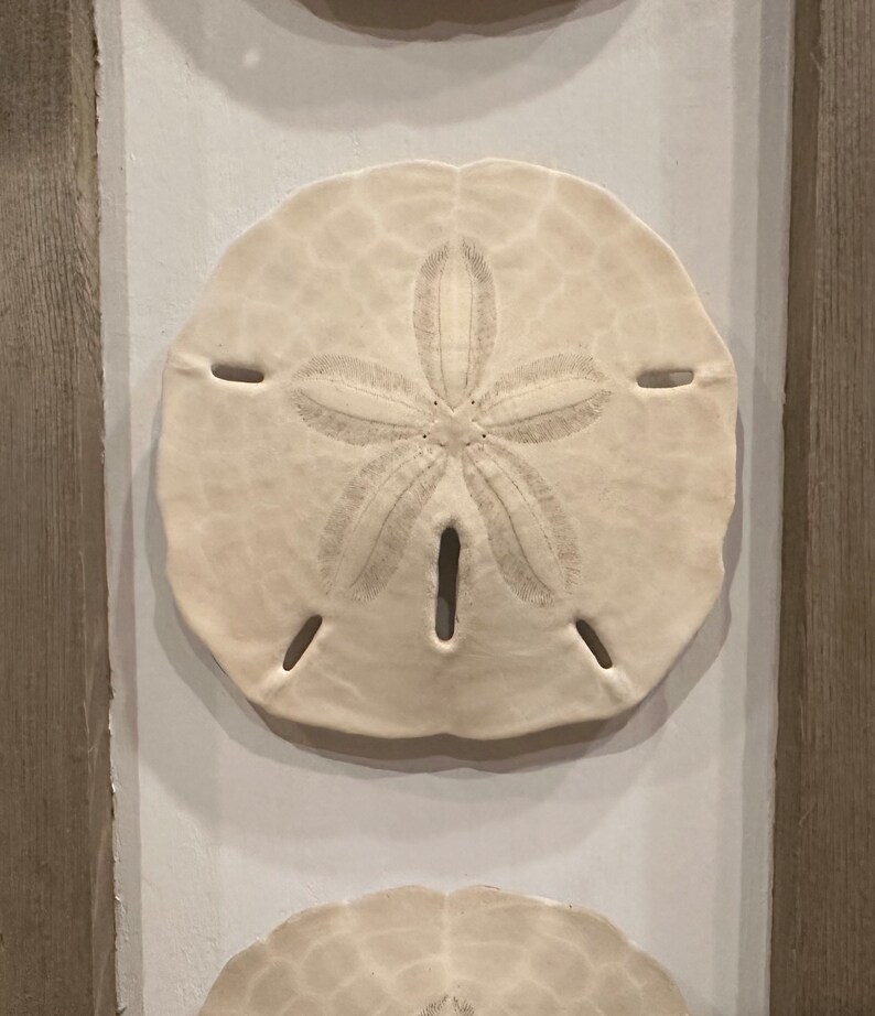 Real Florida Beach Sand Dollar Shadow Box Coastal Home Wall Decor Ocean ...