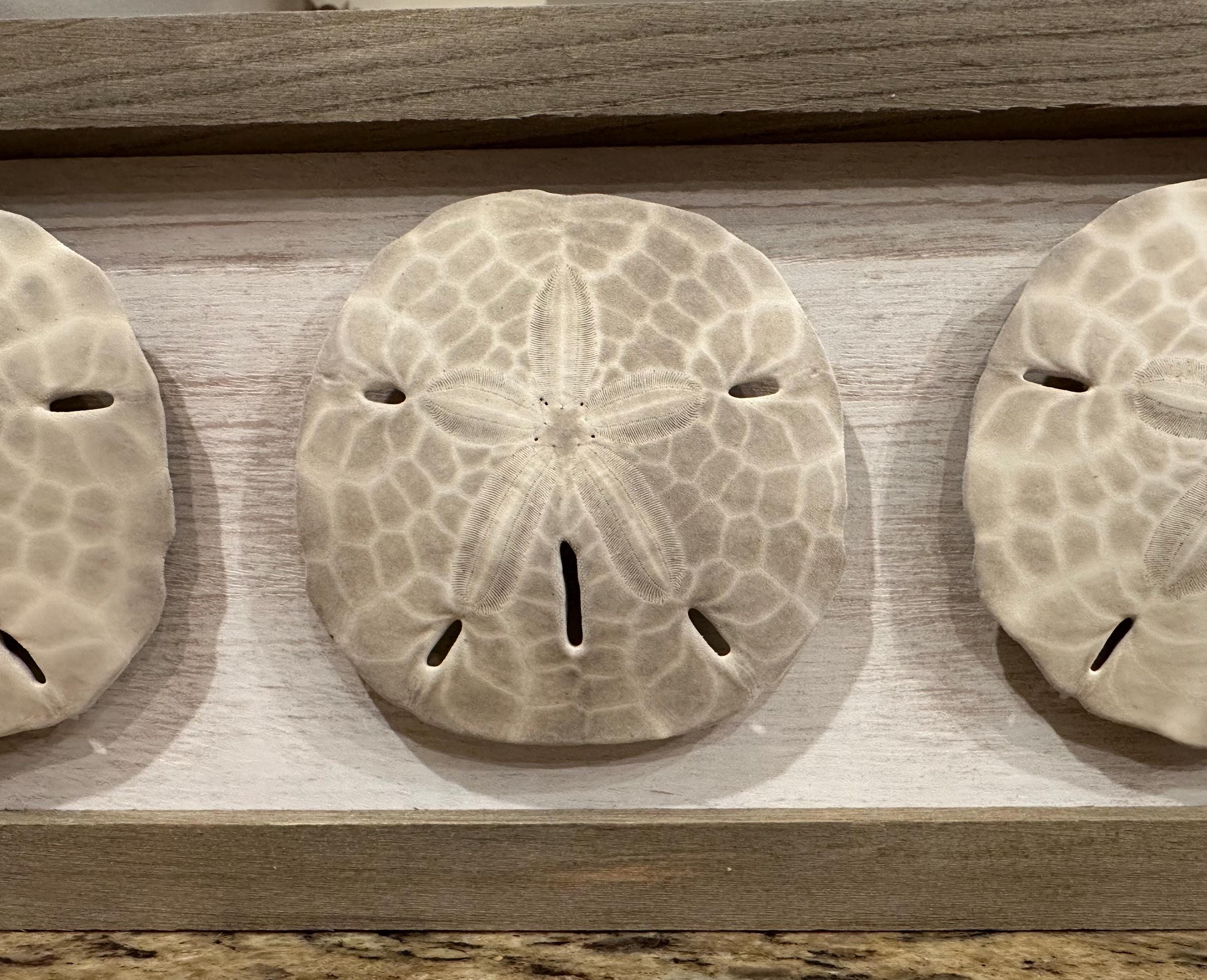Real Florida Beach Sand Dollar Shadow Box Coastal Home Wall Decor Ocean ...