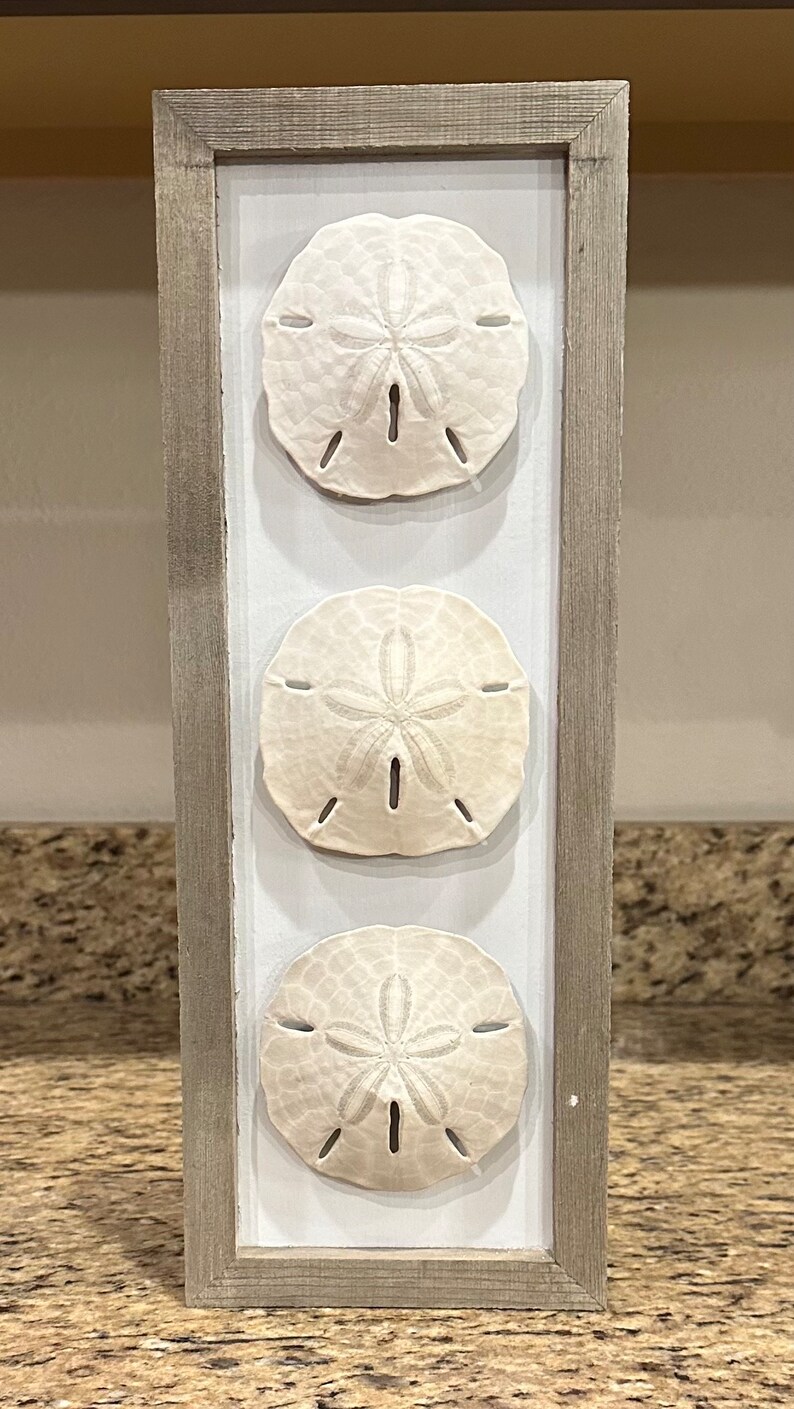 Real Florida Beach Sand Dollar Shadow Box Coastal Home Wall Decor Ocean ...