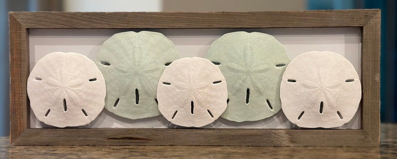 Real Florida Beach Sand Dollar Shadow Box Coastal Home Wall Decor Ocean ...