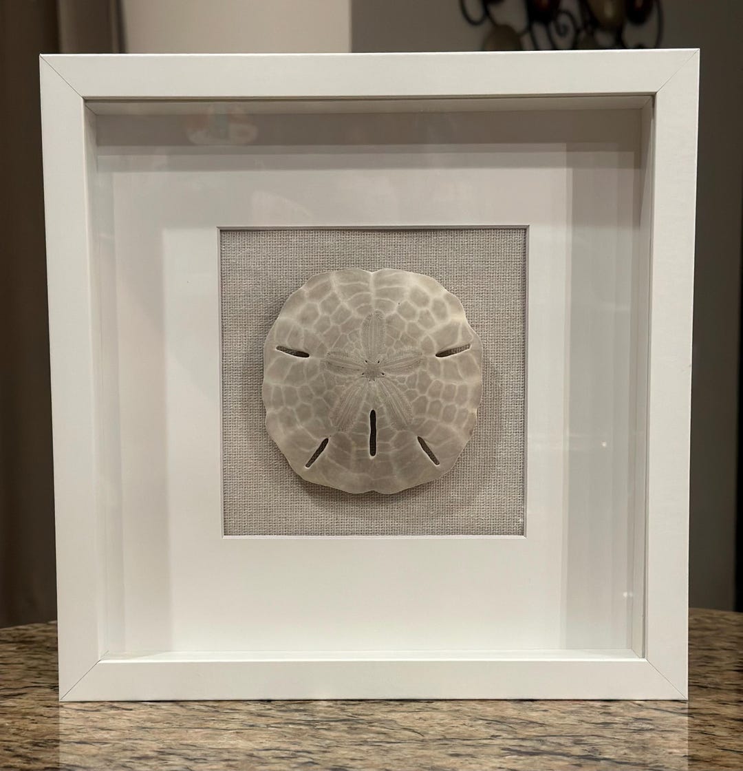 Real Florida Unbleached Beach Sand Dollar Shadow Box Coastal Home Wall ...