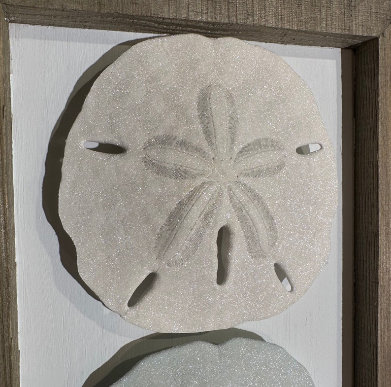 Real Florida Beach Sand Dollar Shadow Box Coastal Home Wall Decor Ocean ...