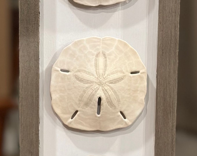 Real Florida Beach Sand Dollar Shadow Box Coastal Home Wall Decor Ocean ...