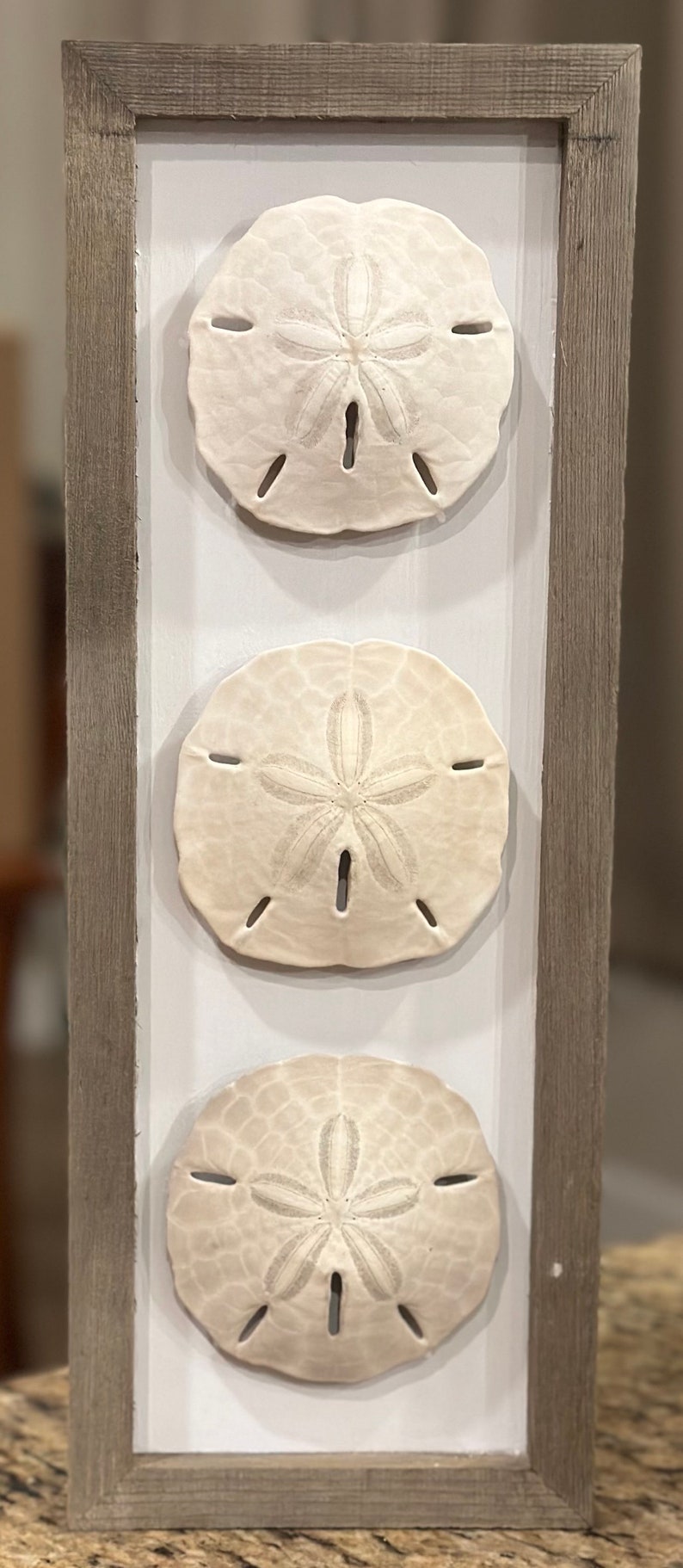 Real Florida Beach Sand Dollar Shadow Box Coastal Home Wall Decor Ocean ...