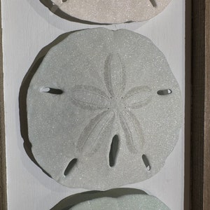 Real Florida Beach Sand Dollar Shadow Box Coastal Home Wall Decor Ocean ...