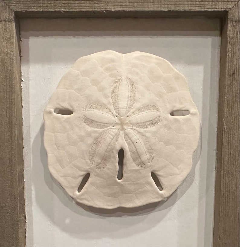 Real Florida Beach Sand Dollar Shadow Box Coastal Home Wall Decor Ocean ...