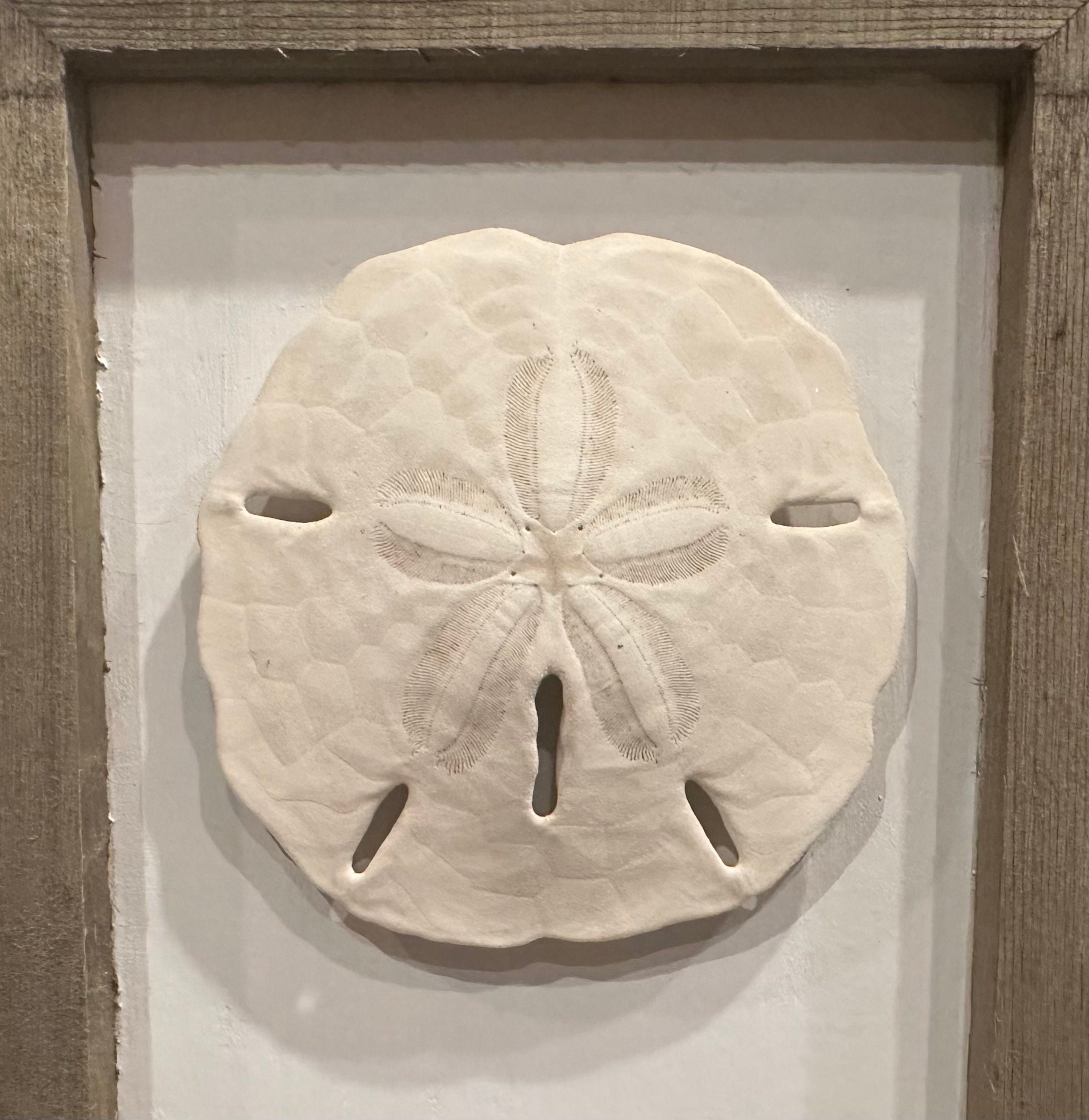 Real Florida Beach Sand Dollar Shadow Box Coastal Home Wall Decor Ocean ...