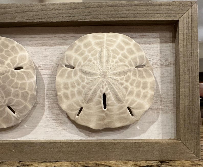 Real Florida Beach Sand Dollar Shadow Box Coastal Home Wall Decor Ocean ...