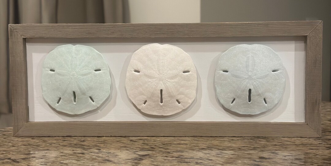 Real Florida Beach Sand Dollar Shadow Box Coastal Home Wall Decor Ocean ...