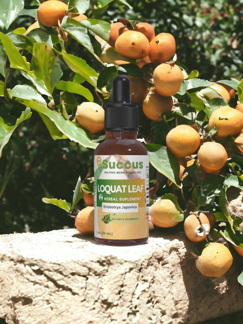Loquat Leaf Tincture - Superior Quality - Etsy