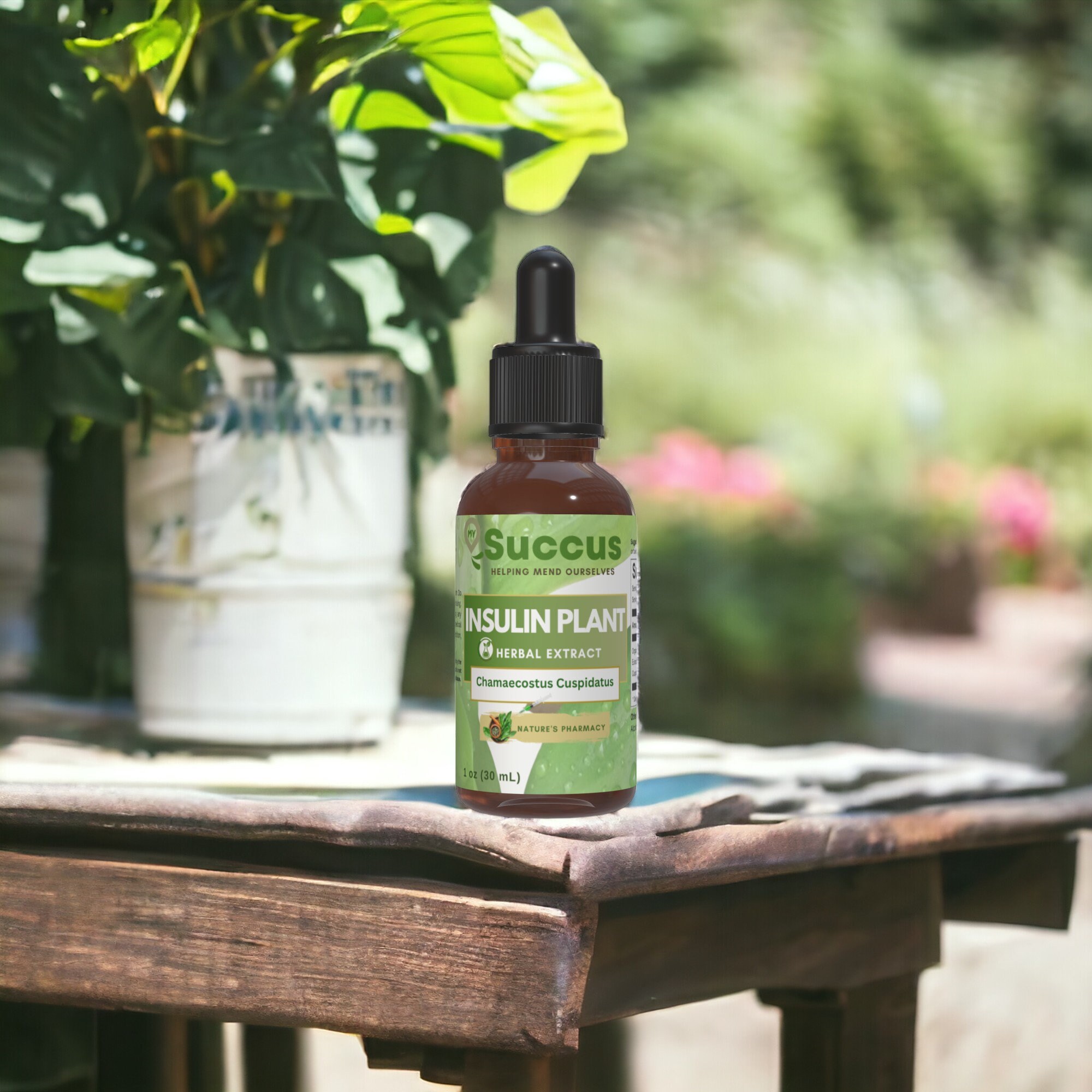 Costus Igneus Tincture - "the Insulin Plant" - Etsy
