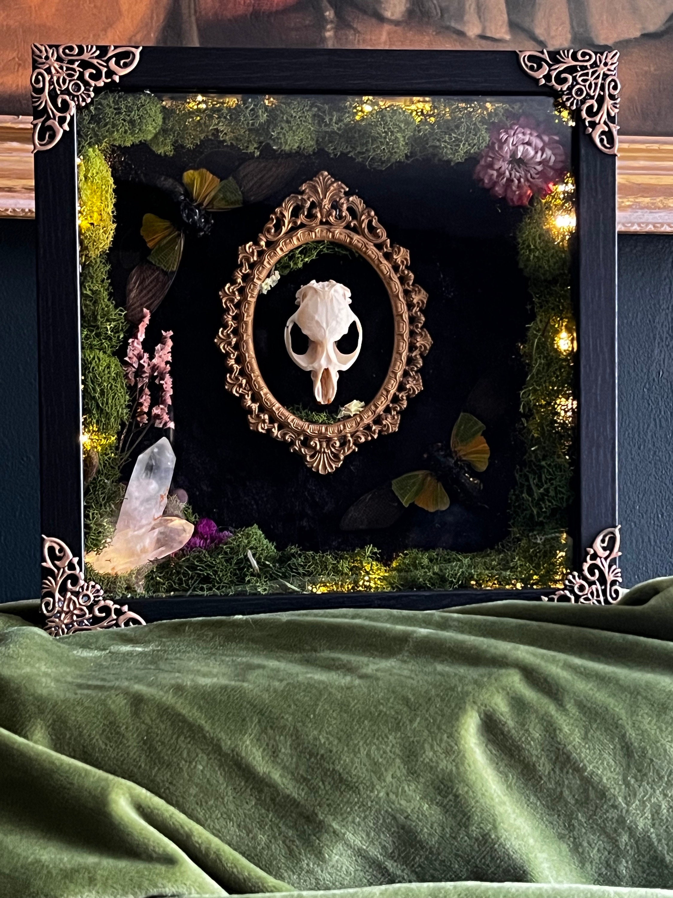 Lighted Shadow Box With Muskrat Skull ,neon Green Cicadas, Antique ...