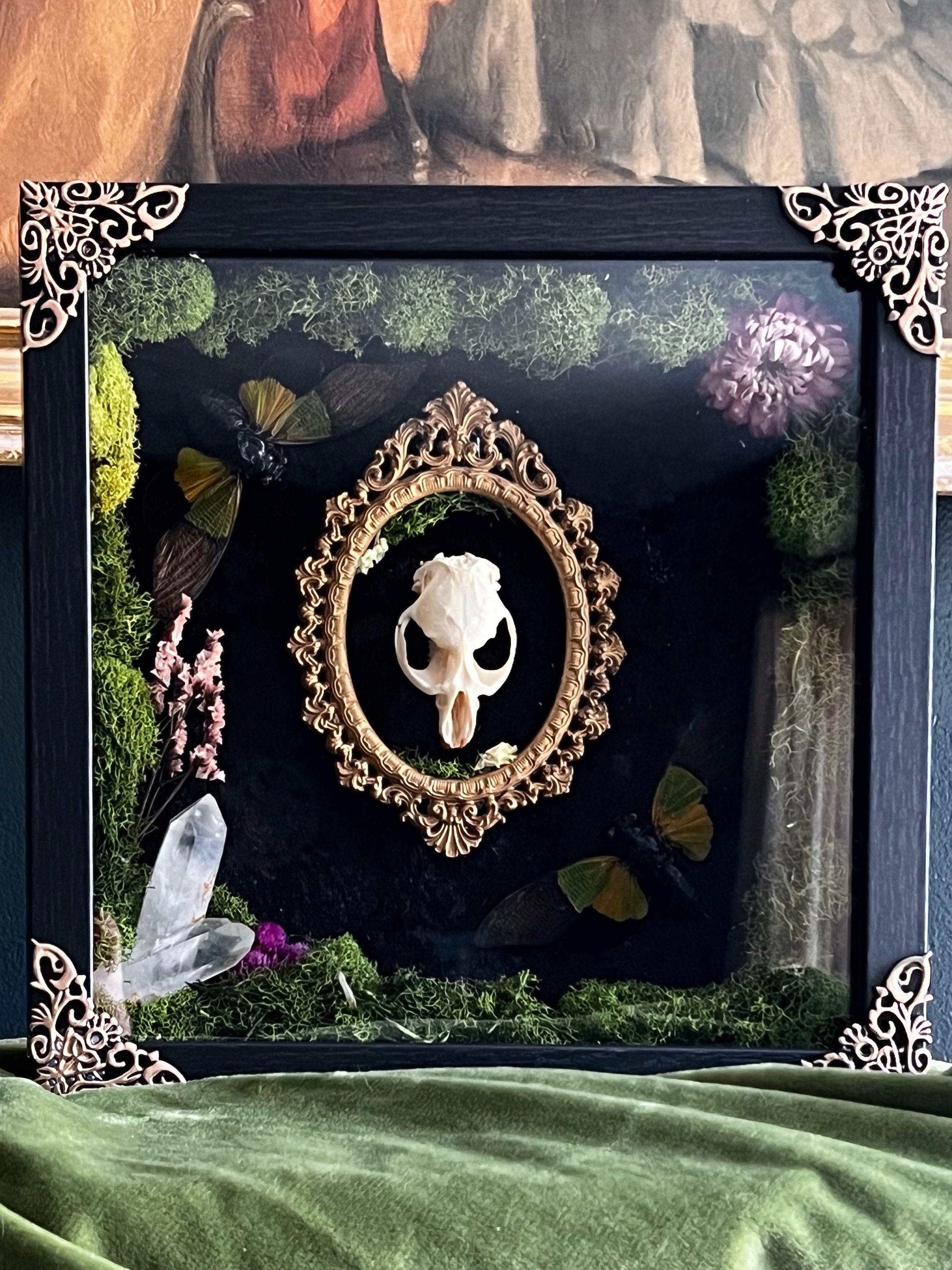 Lighted Shadow Box With Muskrat Skull ,neon Green Cicadas, Antique ...