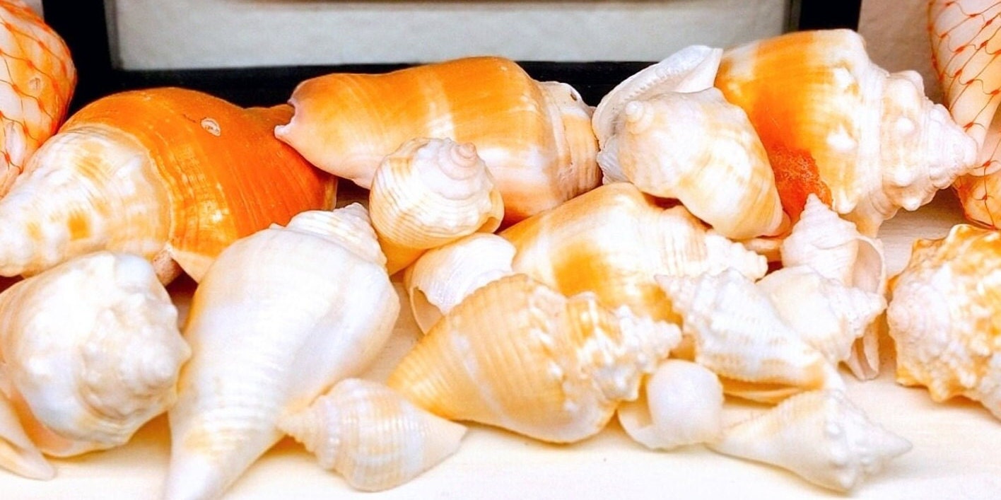 Florida Fighting Conch Sea Shells From the Gulf Coast, Indian Rocks ...