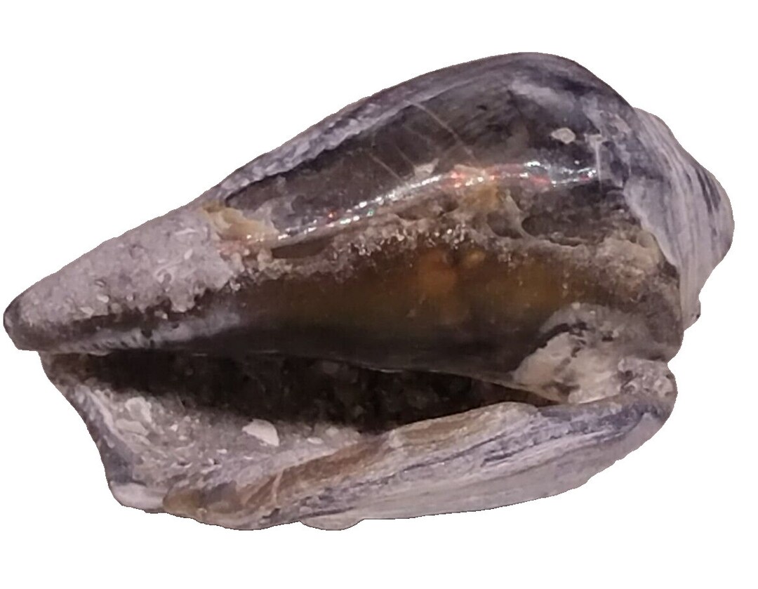 Grey Fighting Conch Sea Shell Fossil From Gulf Coast of Florida, Rare ...