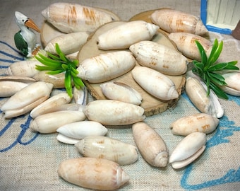 Lettered Olive Sea Shell Bunch, Florida Gulf Coast, Indian Rocks Beach ...