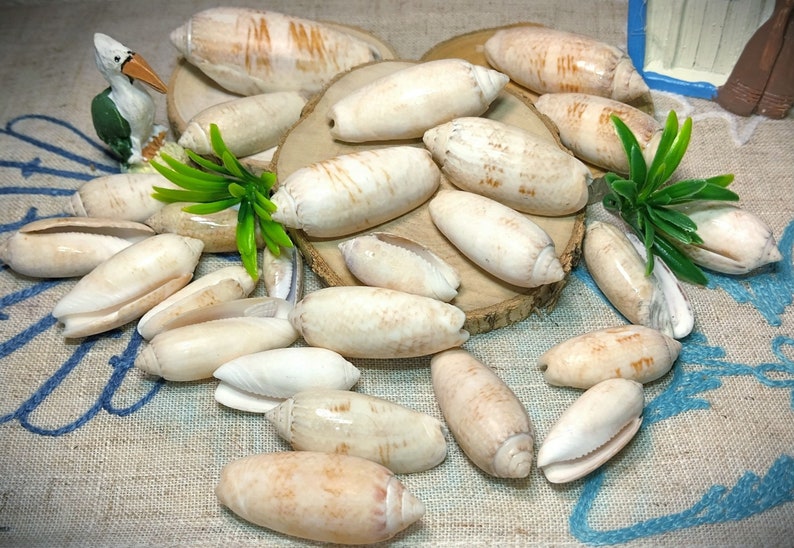 Lettered Olive Sea Shell Bunch: Florida Gulf Coast Shells - Etsy