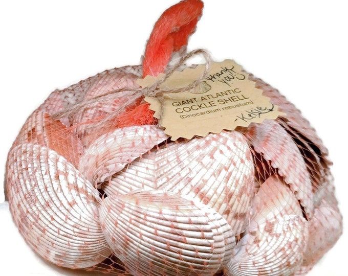 Florida Giant Atlantic Cockle Shell Bundle From the Gulf Coast, Indian ...