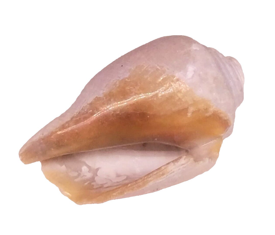 Fighting Conch Sea Shell Fossil From Gulf Coast of Florida, Rare ...