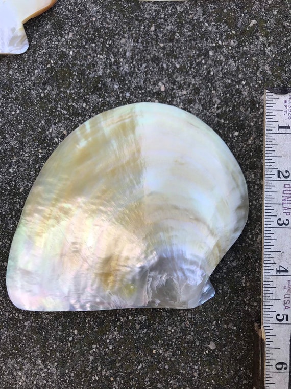 Gold lip mother of pearl shell-polished 5-5.5 inch size. One | Etsy