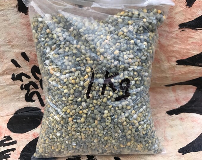 Phillippine Melissa Shells Mongo Mung Shells Polyneisan - Etsy