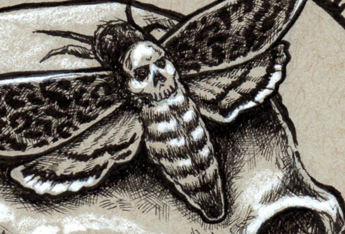 Skull and Deaths Head Hawk Moth Ink Drawing Art Print by | Etsy