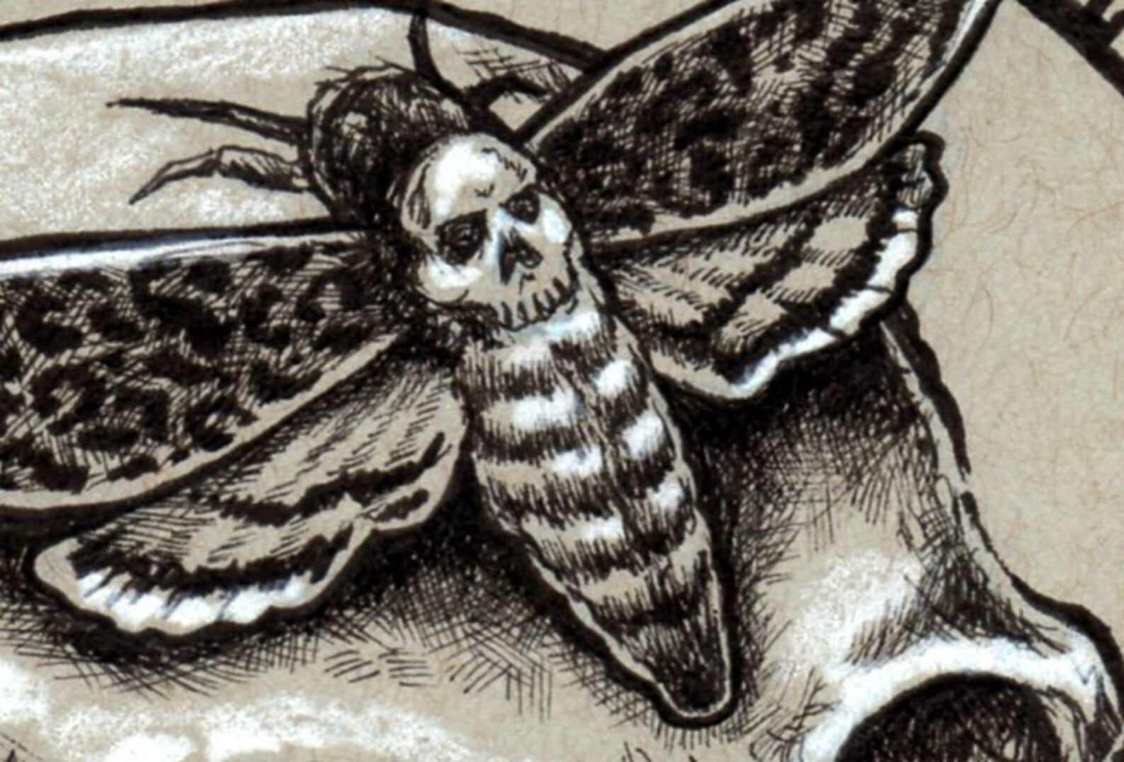 Skull and Deaths Head Hawk Moth Ink Drawing Art Print - by Bryan ...