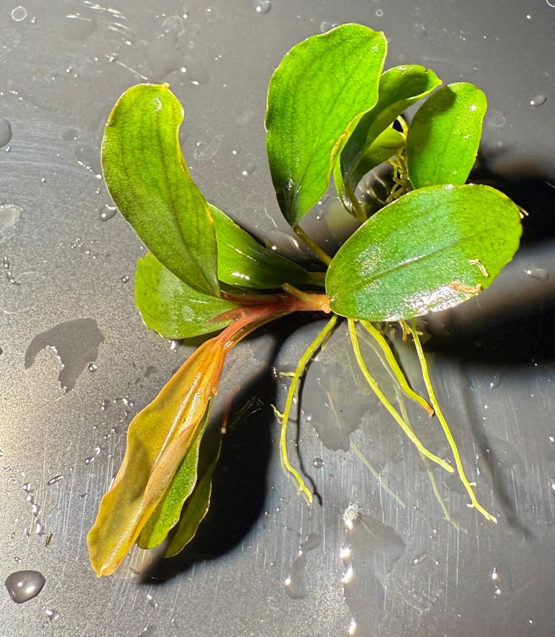 Bucephalandra Brownie Neo, Rare Bucephalandra, Submerged Grown - Etsy
