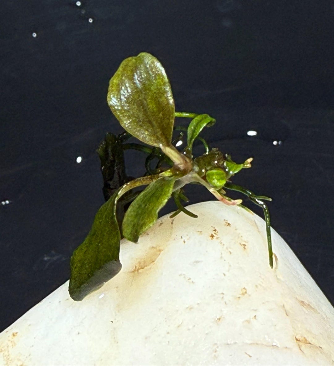 Bucephalandra Army Red, Rare Bucephalandra, Fully Submerged, Aquarium ...
