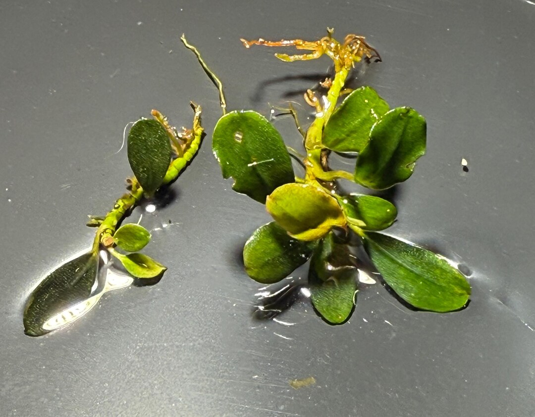 Bucephalandra Mini Ambalau, Rare Bucephalandra, Submerged Grown ...