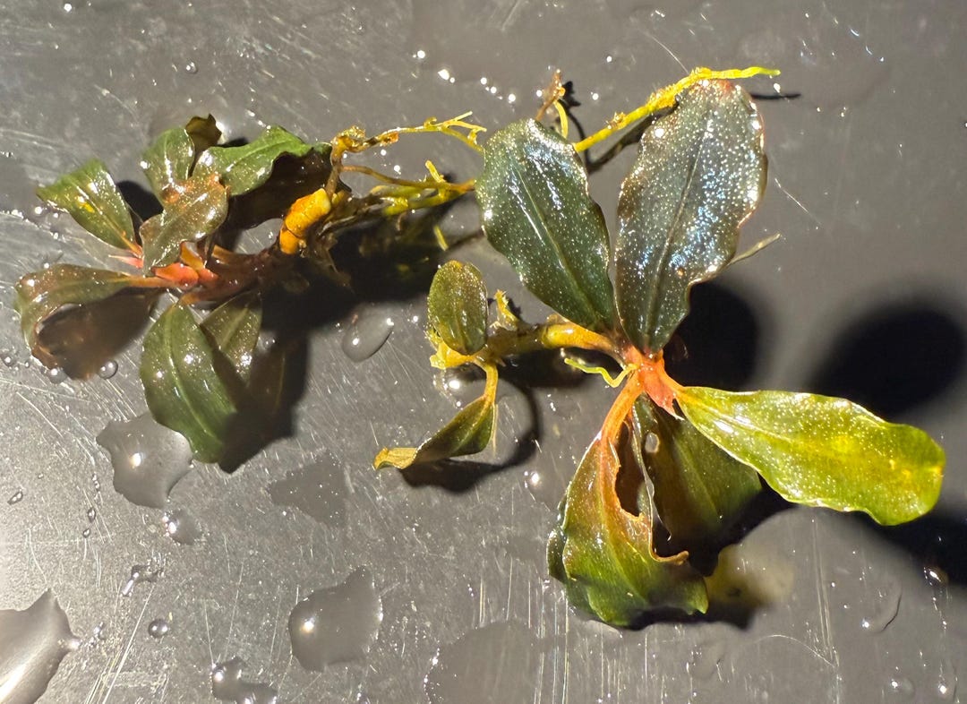 Bucephalandra Blue Bell, Rare Bucephalandra, Fully Submerged - Etsy