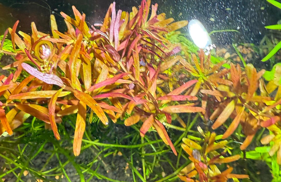 Rotala Blood Red SG, Rare Aquatic Aquarium Plant, Fully Submerged ...