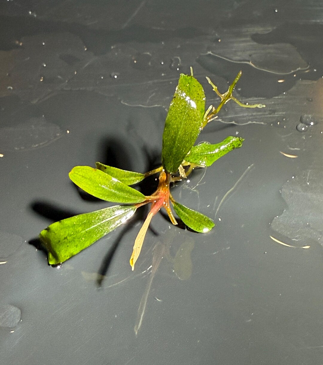 Bucephalandra Kedagang Red, Rare Bucephalandra, Submerged Grown ...