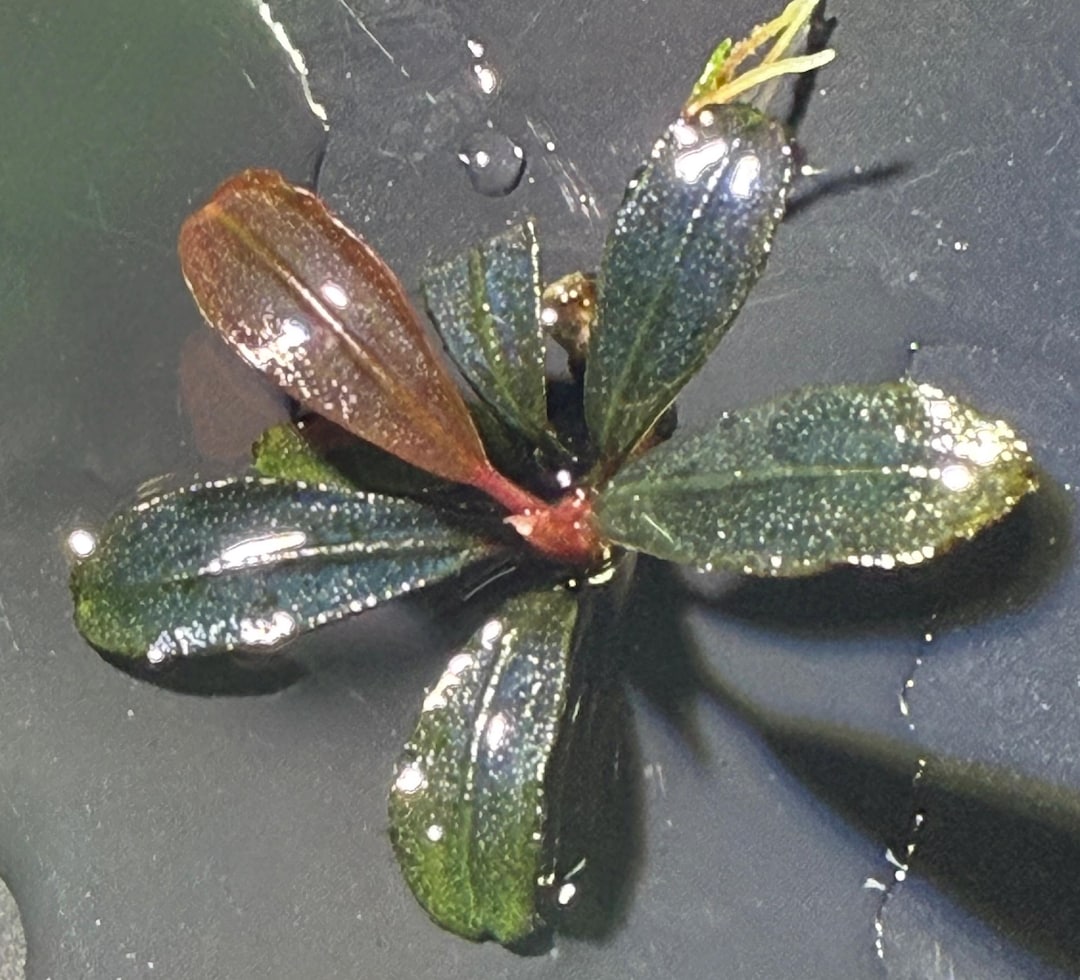 Bucephalandra Brownie Amanda, Rare Bucephalandra, Submerged Grown ...